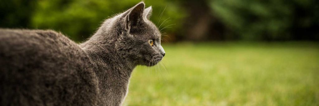 About us - Feline Friends