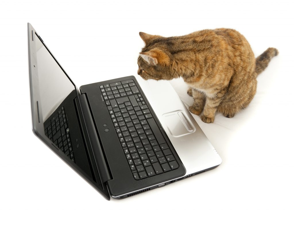Cat looking in a laptop screen - browsing the internet - Feline Friends