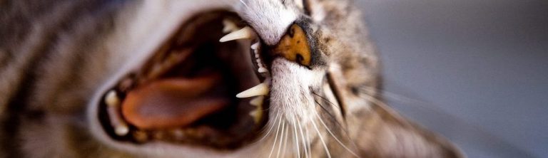 Subject : A glimpse of feline fangs - Feline Friends