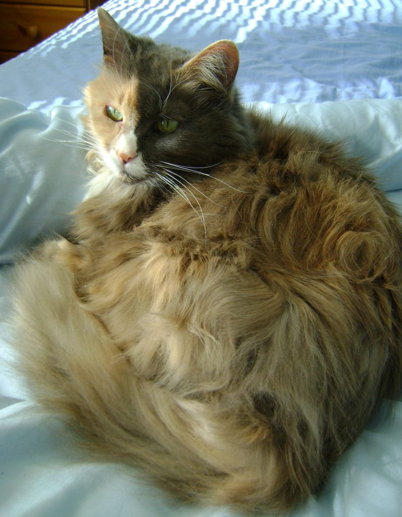 Hyperthyroidism in cats - Feline Friends