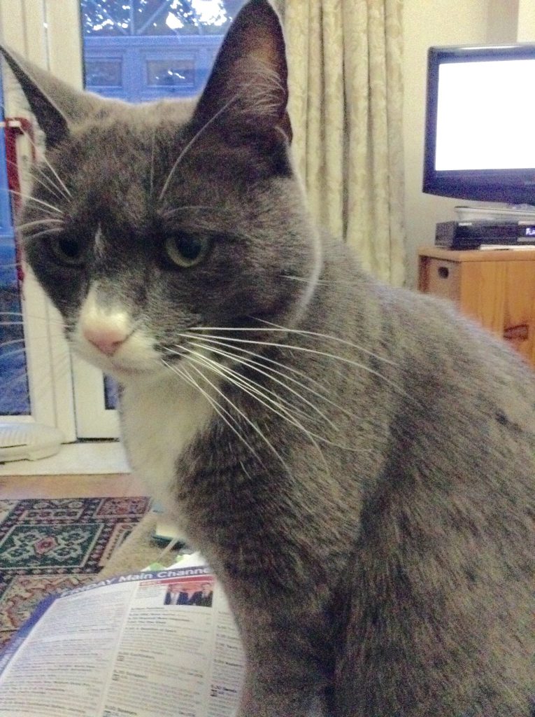 Hyperthyroidism in cats - Feline Friends