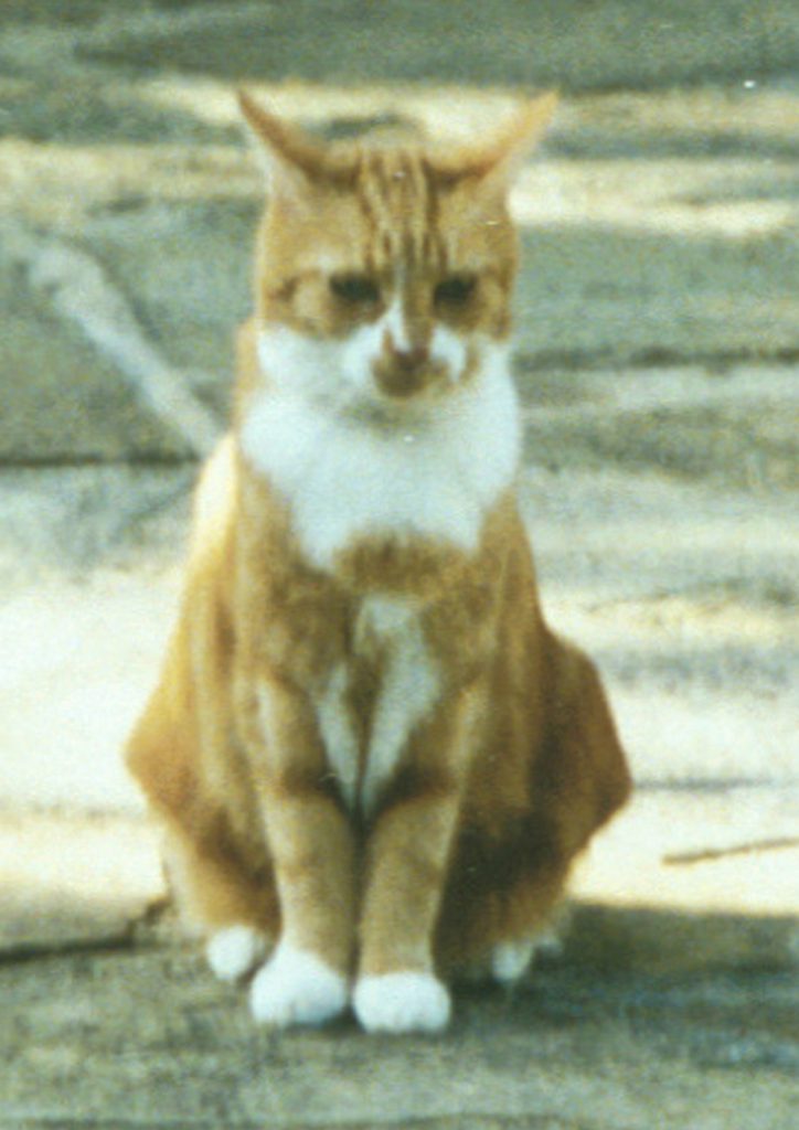 Hyperthyroidism in cats - Feline Friends